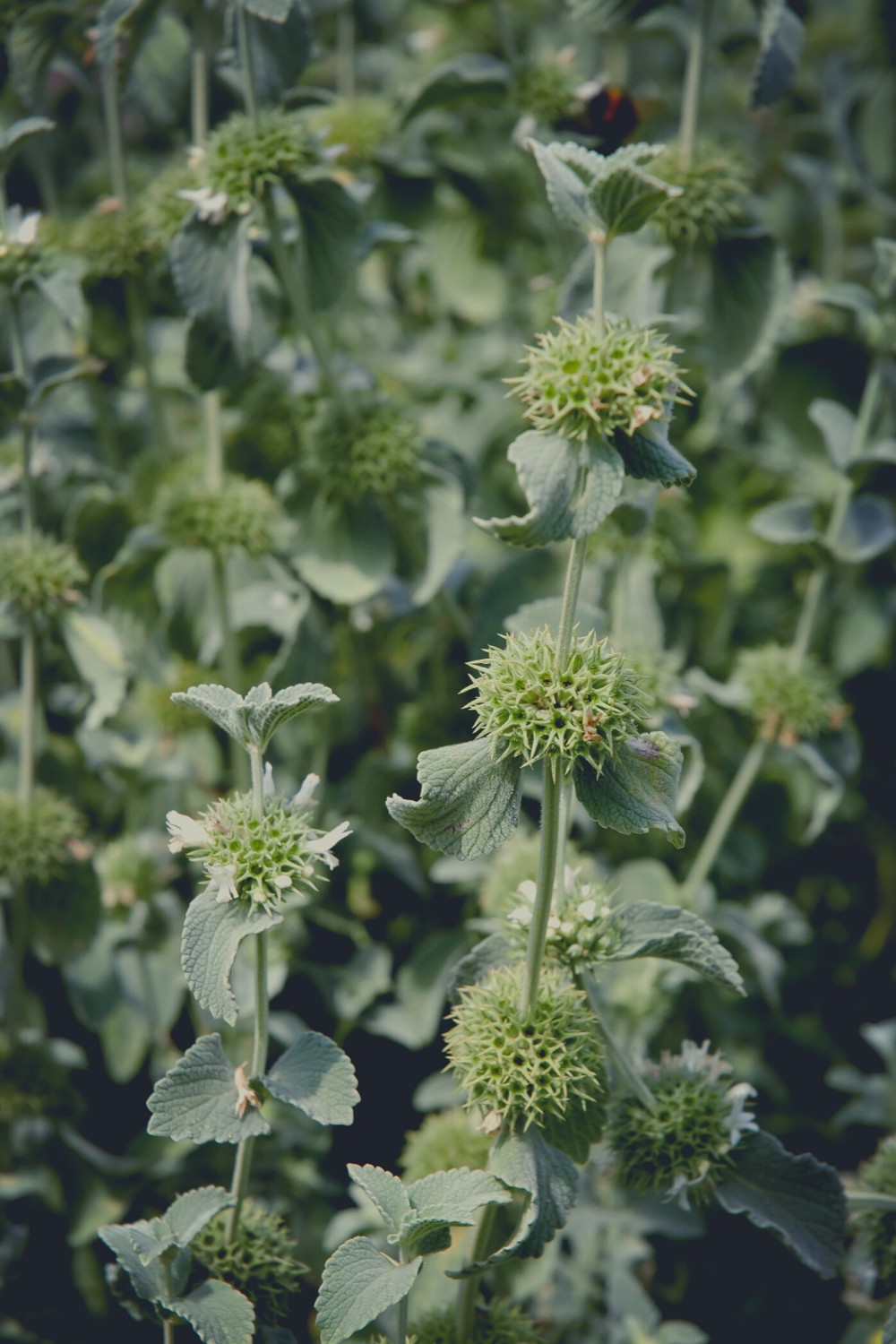 All About Horehound: Nature's Medicine for Unproductive Coughs - Wild ...
