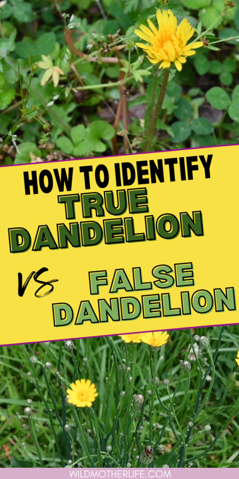 How To Identify True Dandelion - Wild Mother